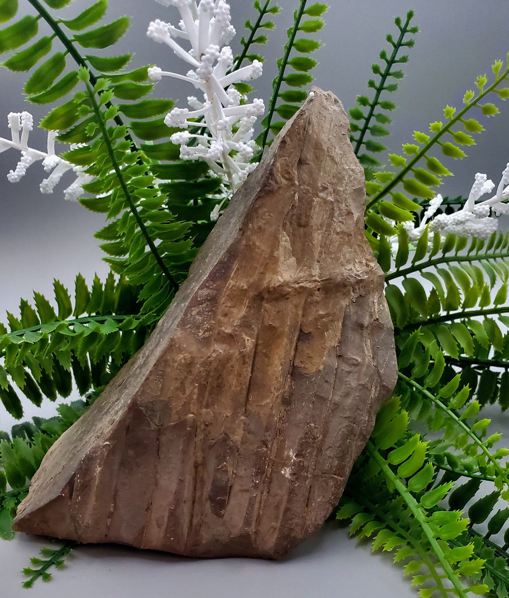 Fossil – Silver Cove Ltd Online