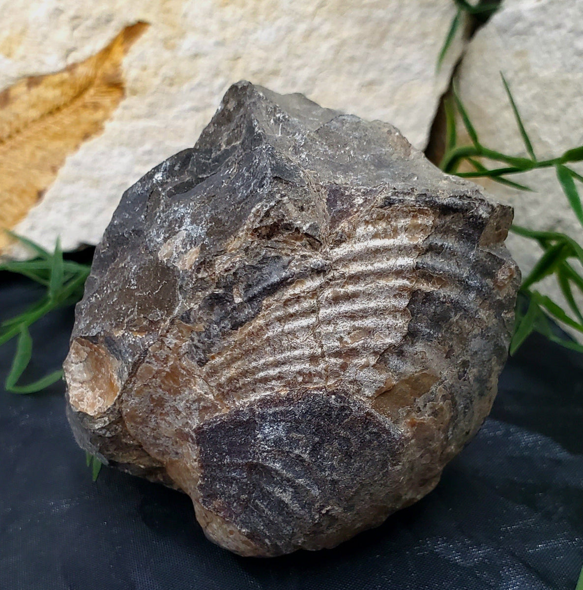 Scaphite Fossil – Silver Cove Ltd