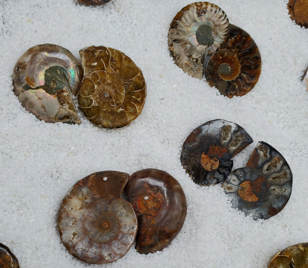 Triassic Ammonite pair\slices – Silver Cove Ltd