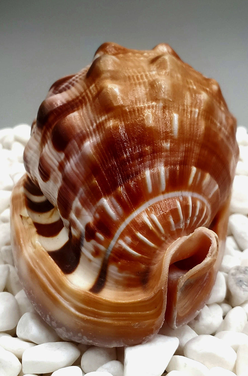 Indonesian Shell – Silver Cove Ltd