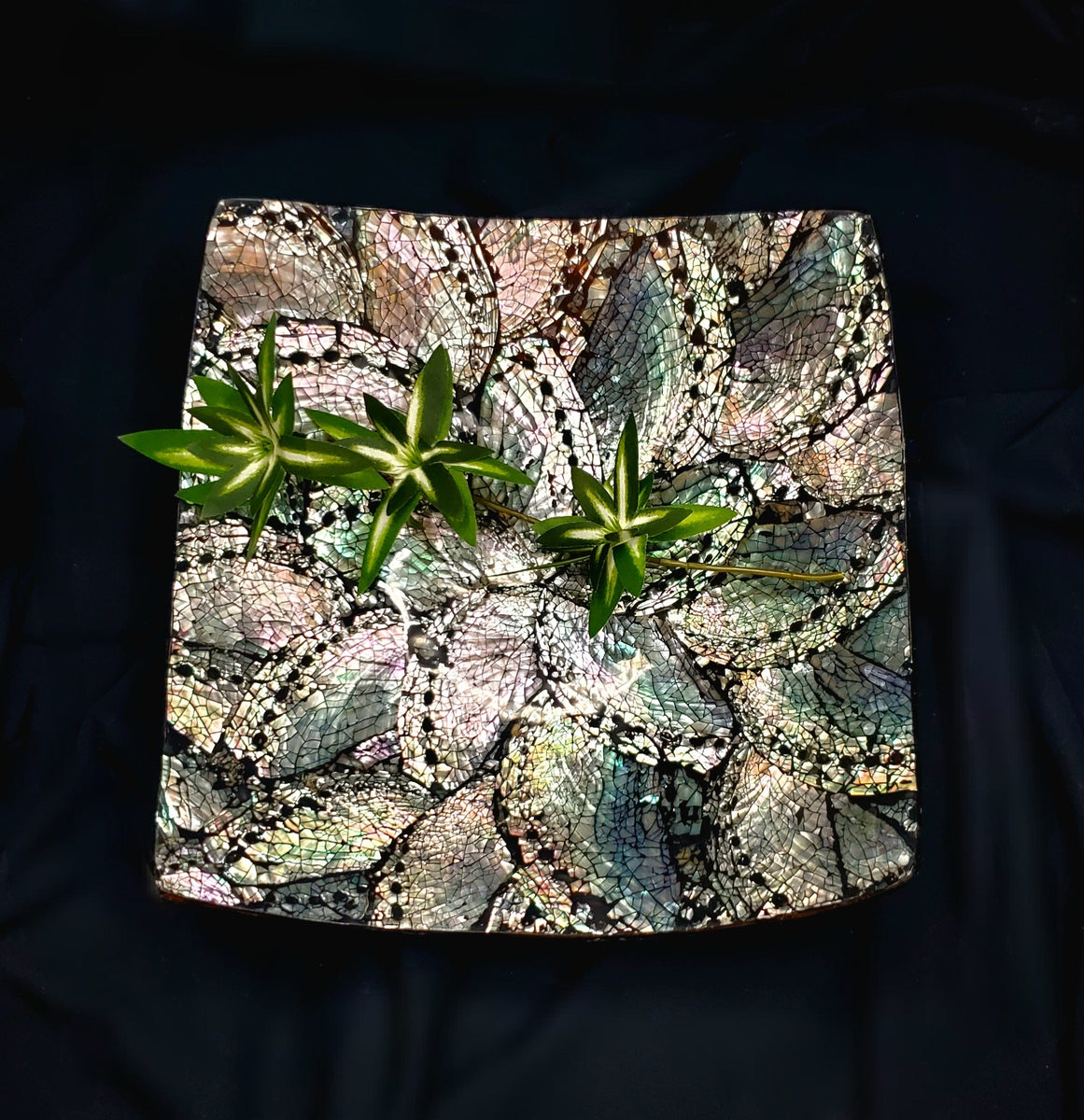 Decorative Abalone Shell Dish – Silver Cove Ltd Online