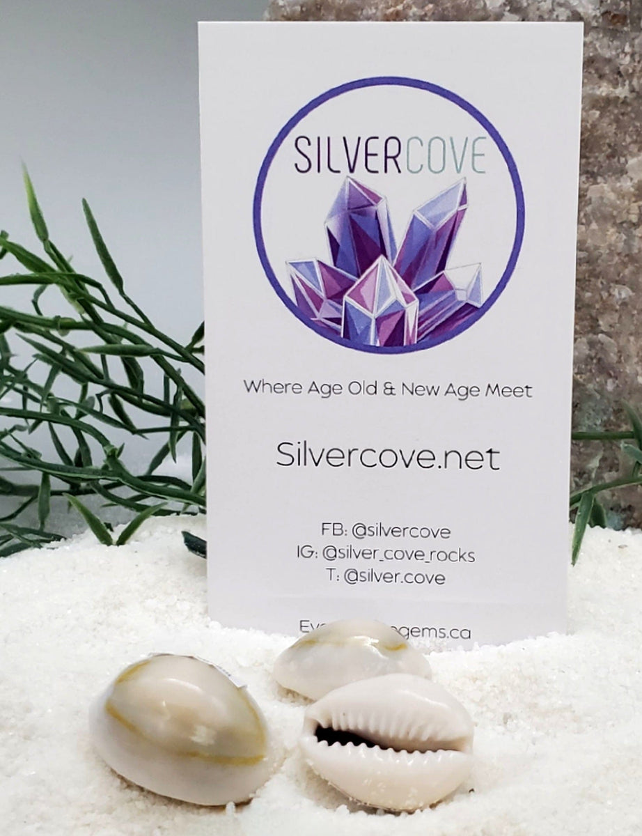 Indonesian Sea Shell (Cypraea) ️ – Silver Cove Ltd