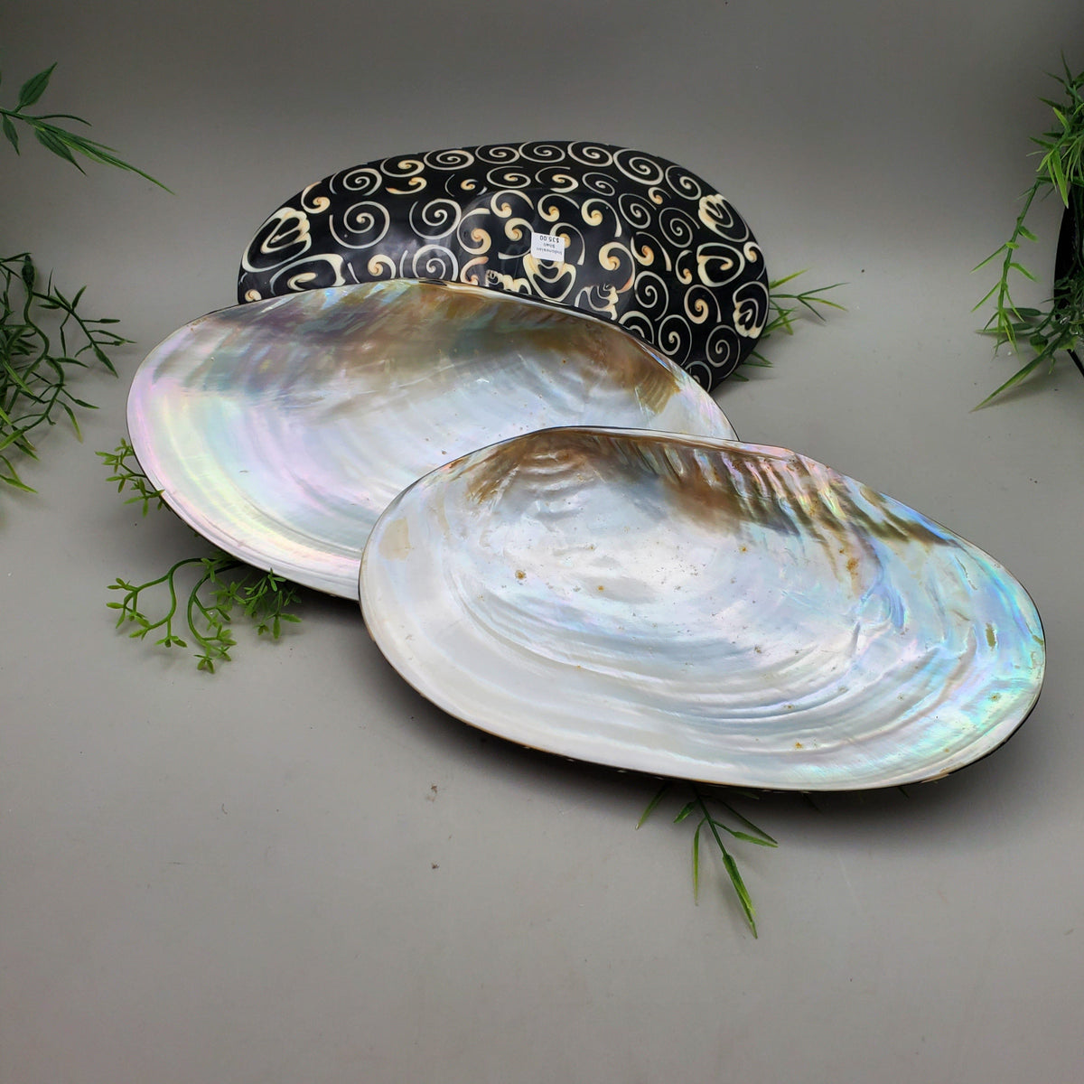 Decorative Half Clam Shell Dish – Silver Cove Ltd Online