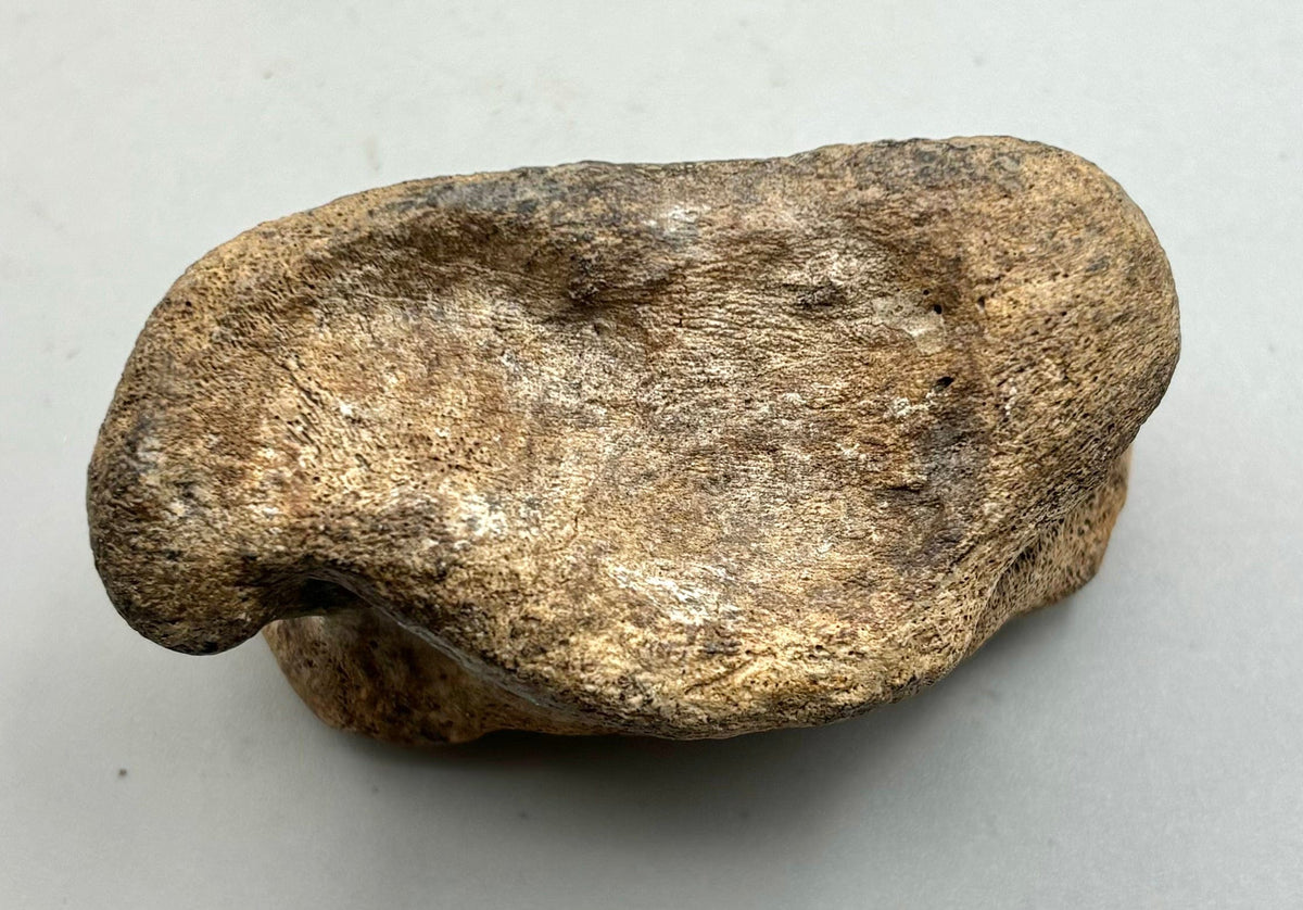 Prehistoric Bison Bone – Silver Cove Ltd