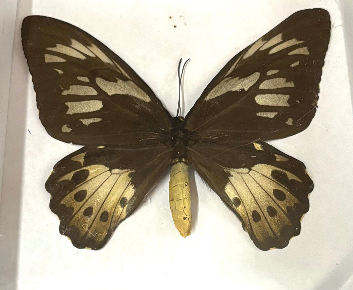 Preserved Butterfly – Silver Cove Ltd
