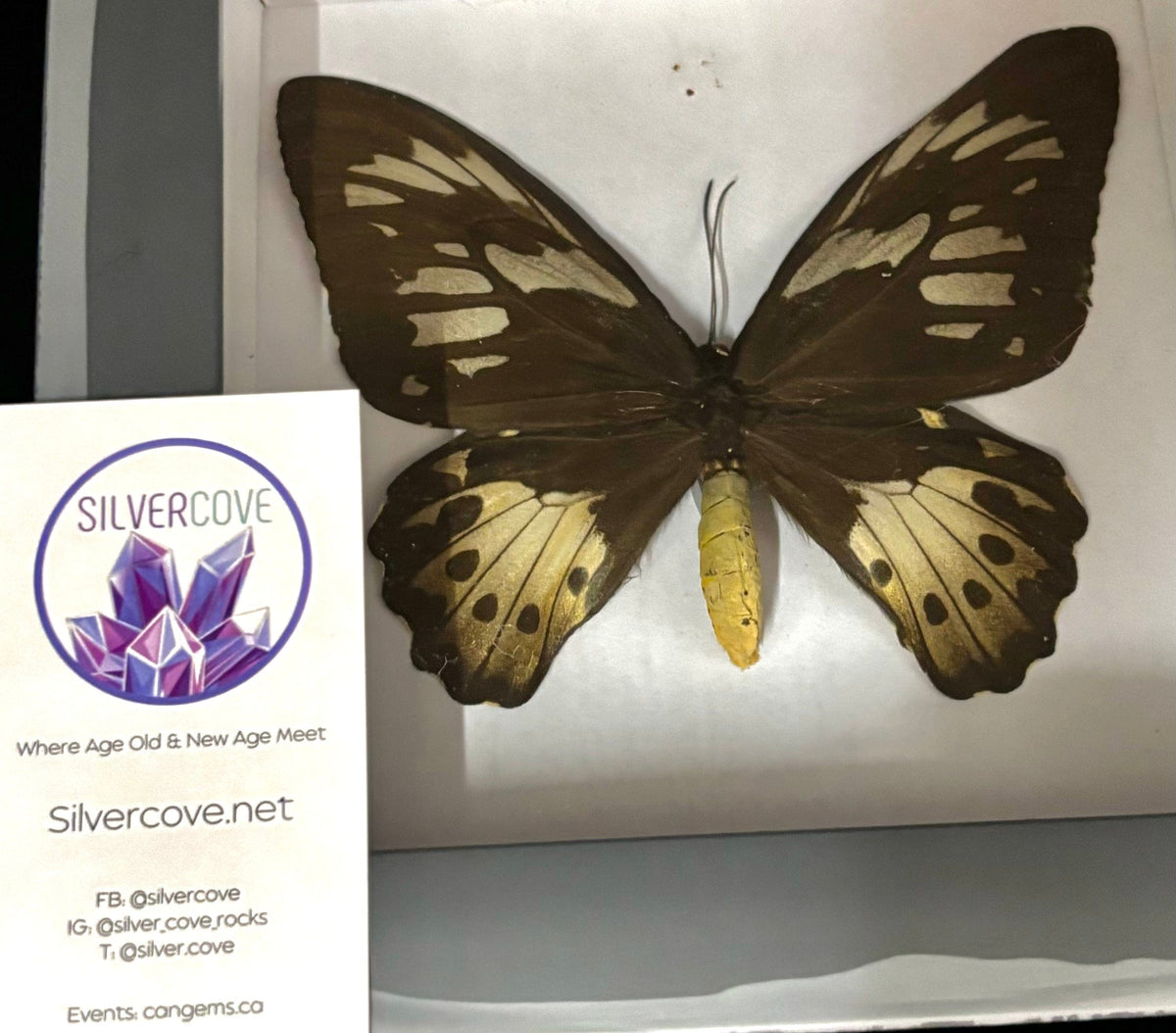 Preserved Butterfly – Silver Cove Ltd Online