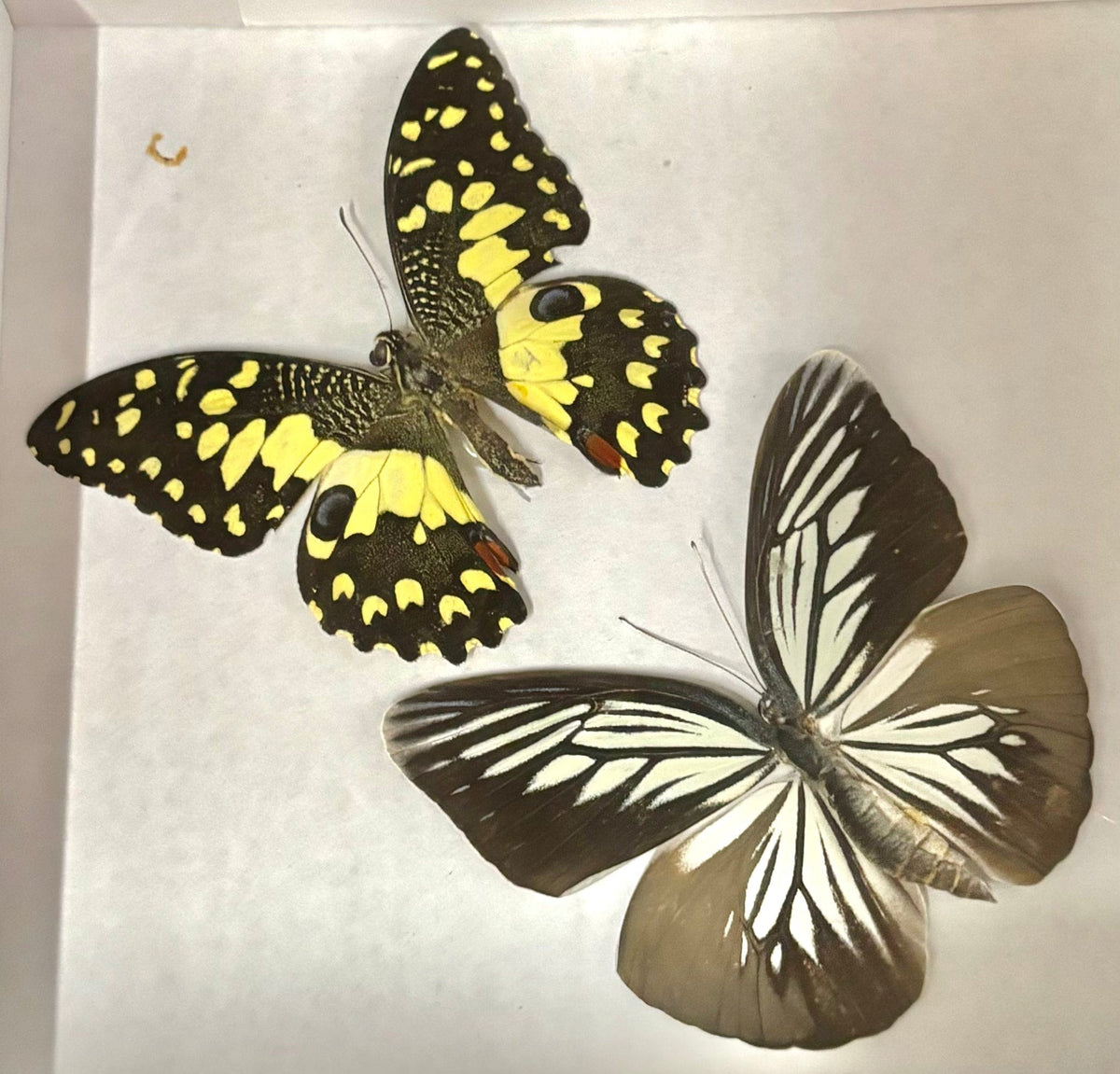 Preserved Butterfly – Silver Cove Ltd Online