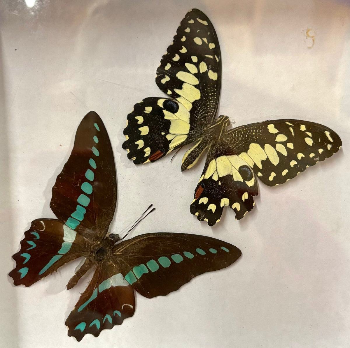 Preserved Butterfly – Silver Cove Ltd Online