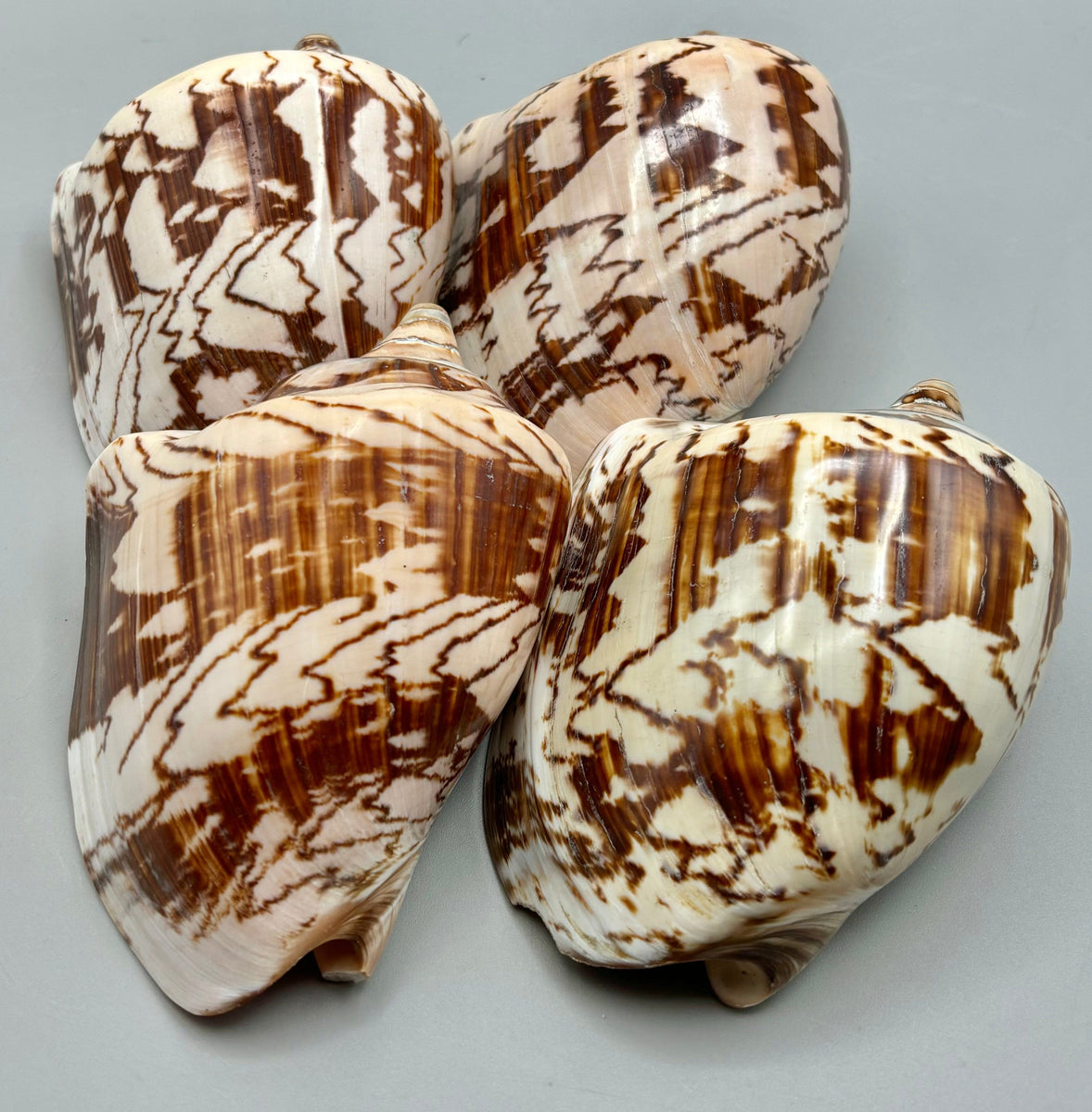 Sea Shell ️ – Silver Cove Ltd
