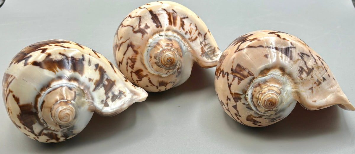 Sea Shell ️ – Silver Cove Ltd