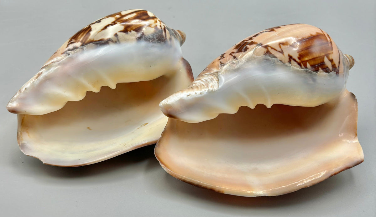Sea Shell ️ – Silver Cove Ltd
