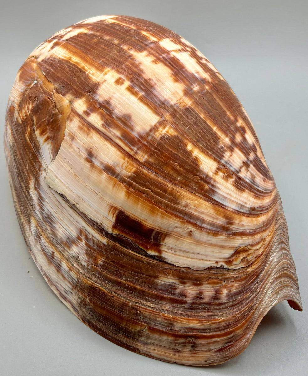 XL Sea Shell ️ – Silver Cove Ltd
