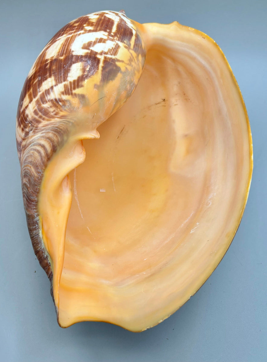 XL Sea Shell ️ – Silver Cove Ltd