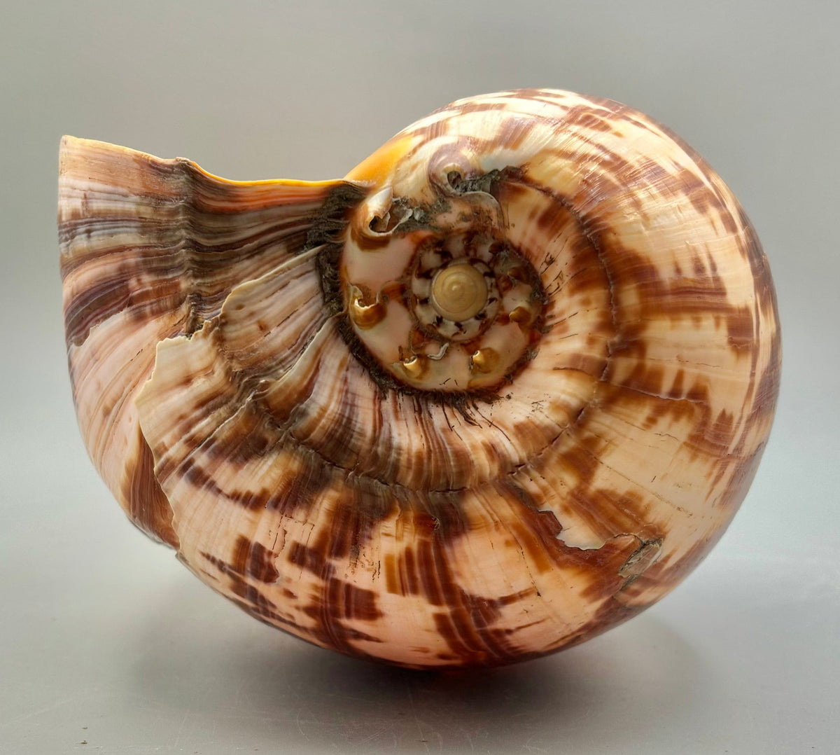 XL Sea Shell ️ – Silver Cove Ltd