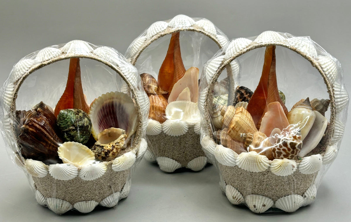 Tan Sea Shell Basket – Silver Cove Ltd