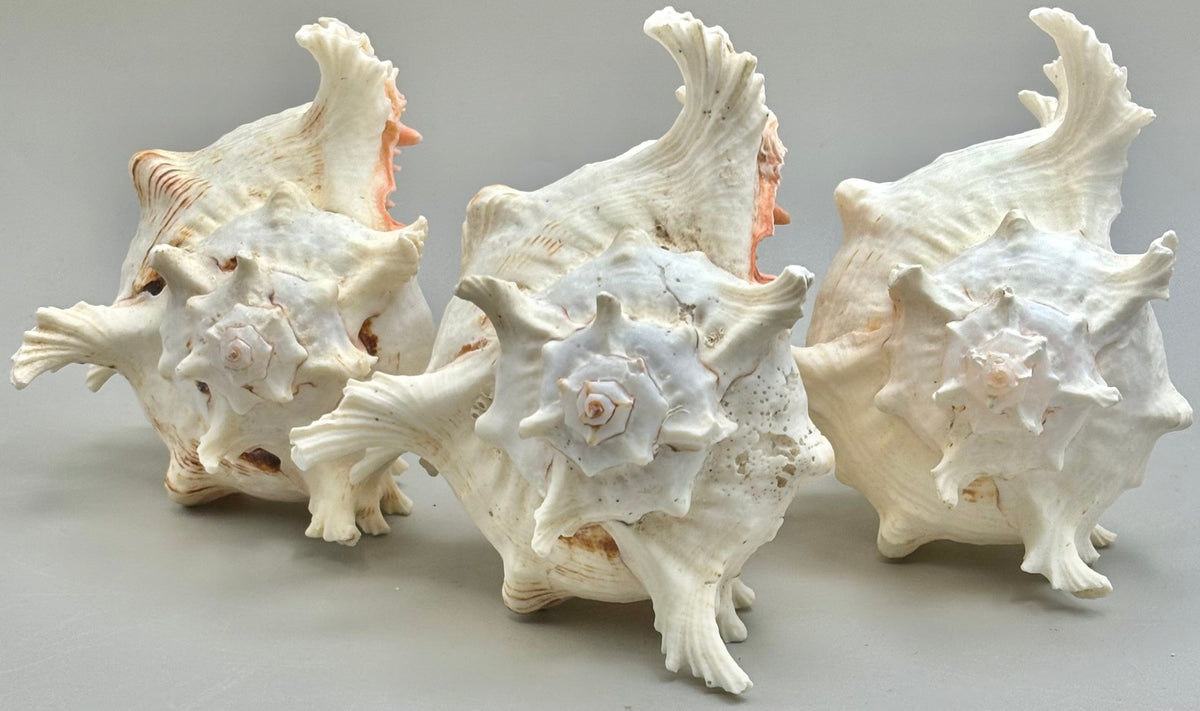Indonesian Sea Shell – Silver Cove Ltd