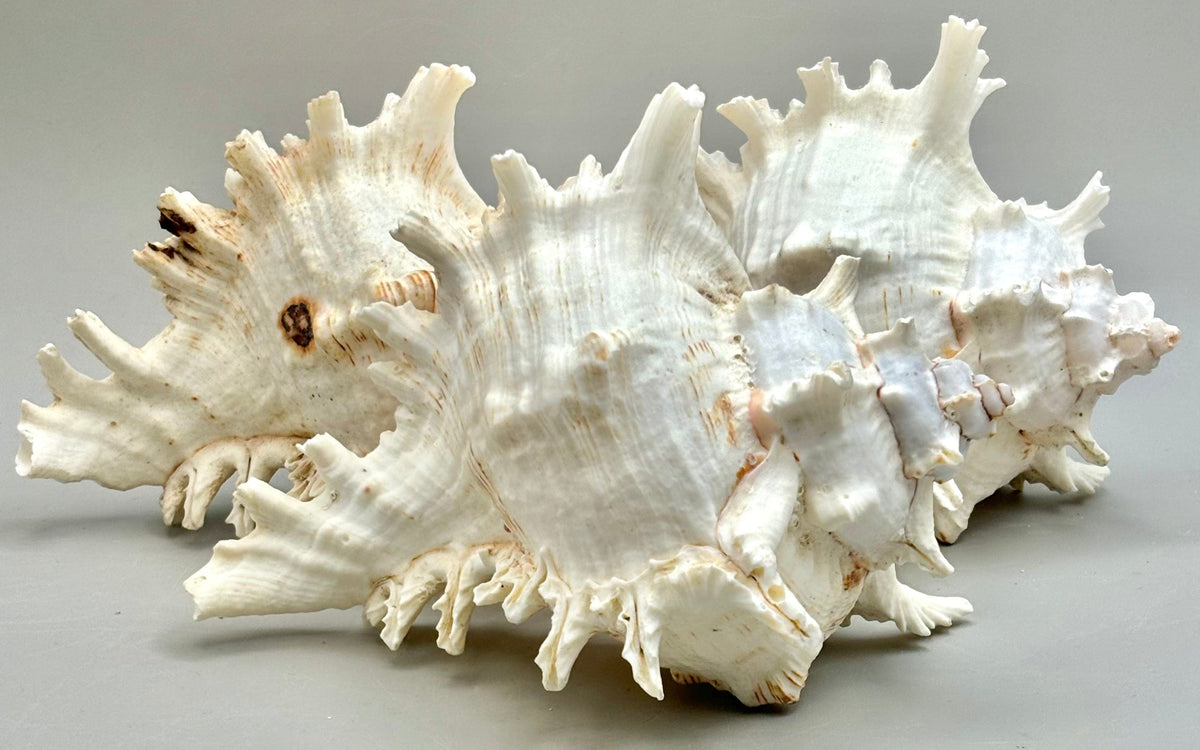Indonesian Sea Shell – Silver Cove Ltd