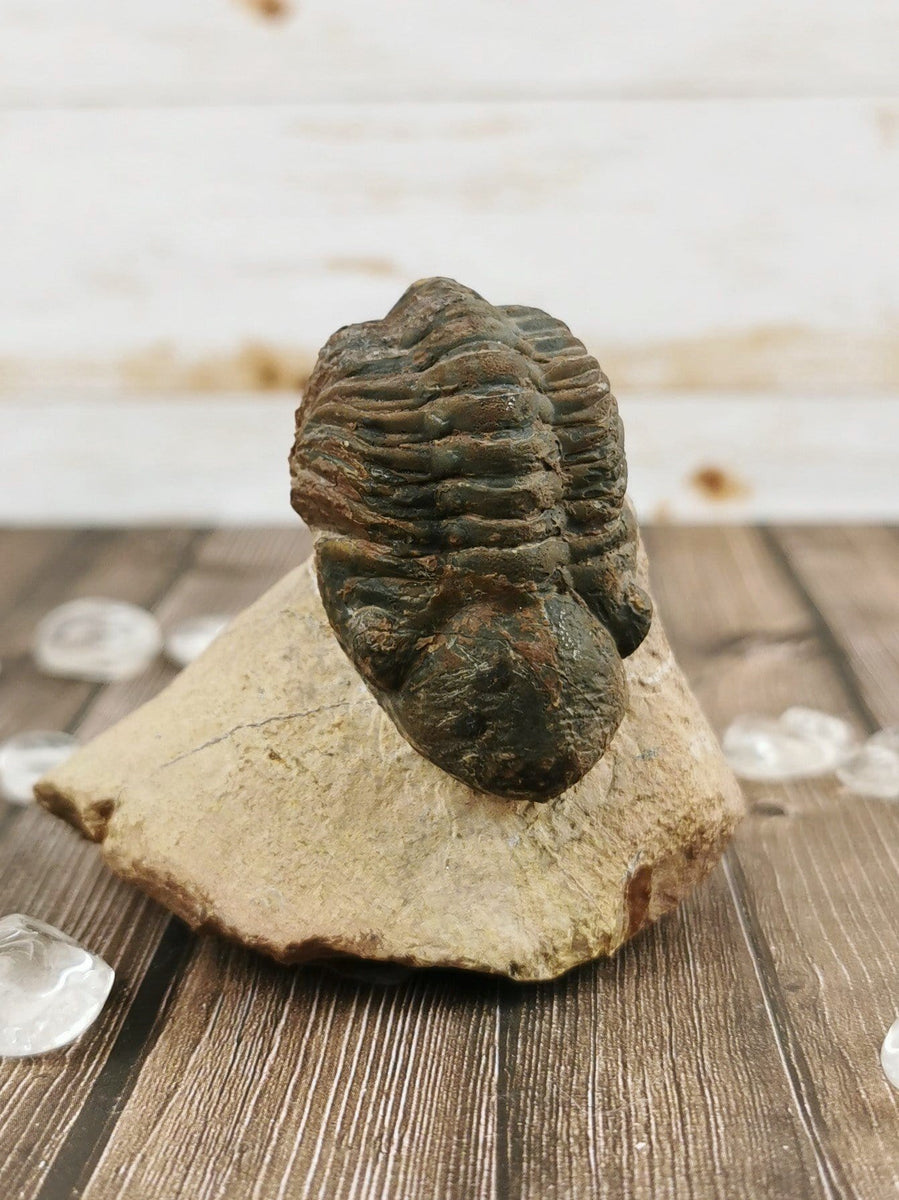 Morocops Trilobite on Pink Matrix – Silver Cove Ltd Online