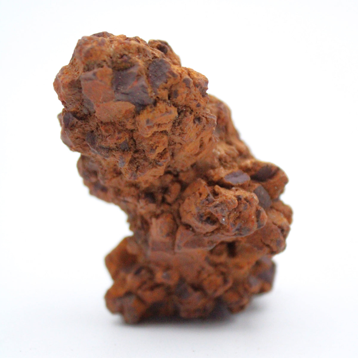 Coprolite Specimen – Silver Cove Ltd