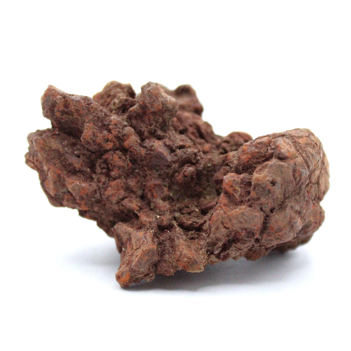 Coprolite Specimen – Silver Cove Ltd