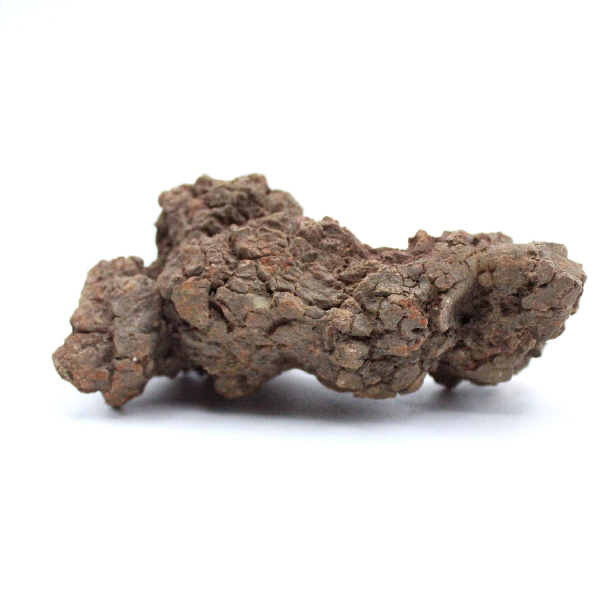Coprolite Specimen – Silver Cove Ltd