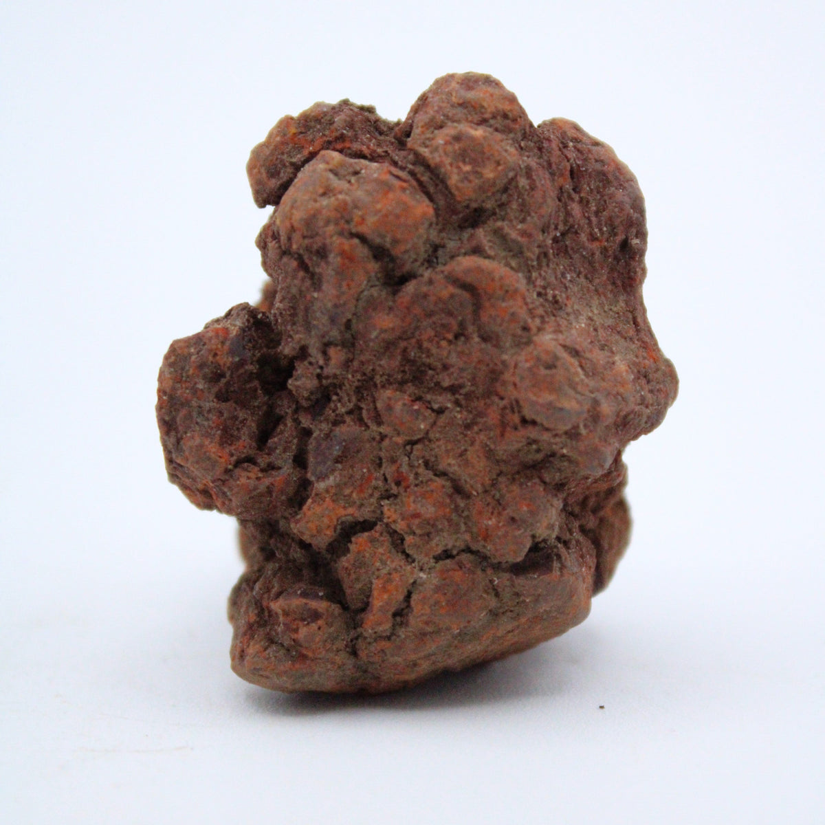 Coprolite Specimen – Silver Cove Ltd Online