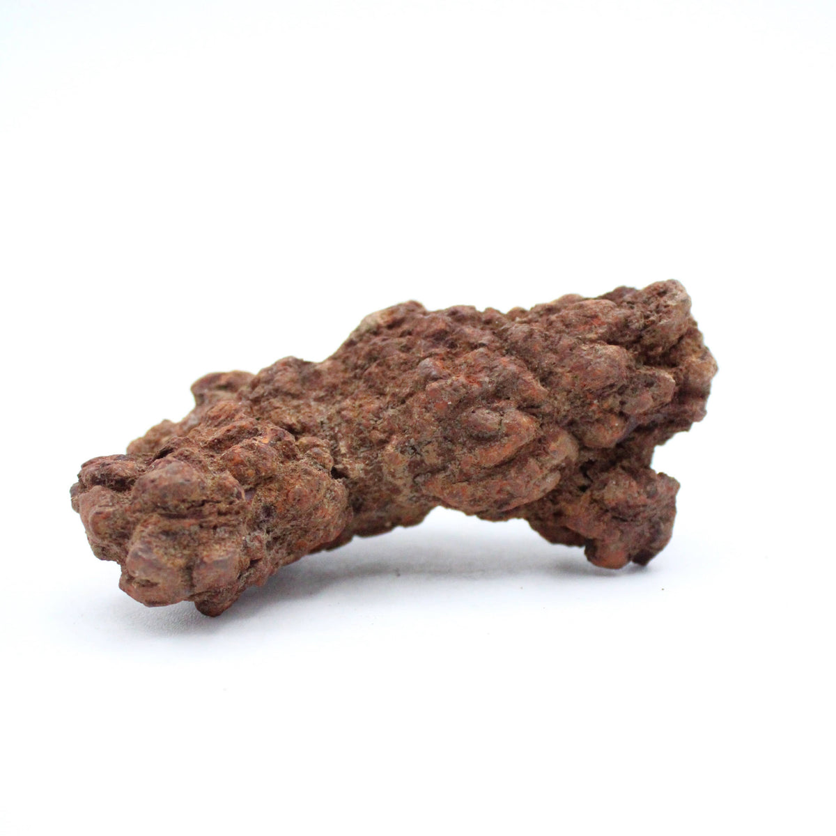 Coprolite Specimen – Silver Cove Ltd Online