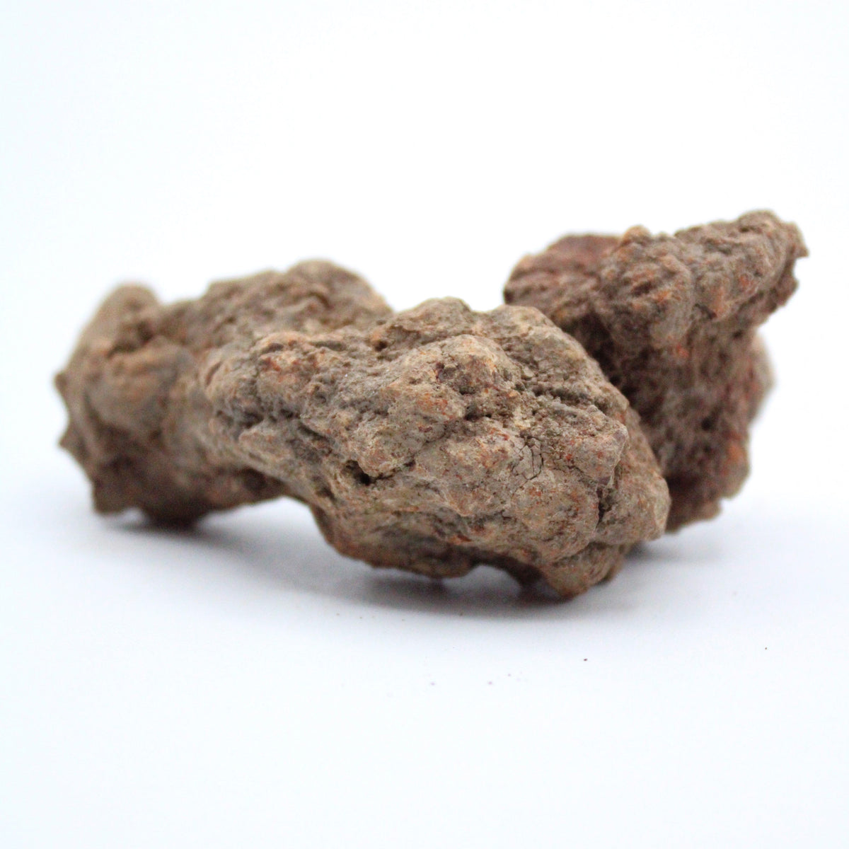 Coprolite Specimen – Silver Cove Ltd Online