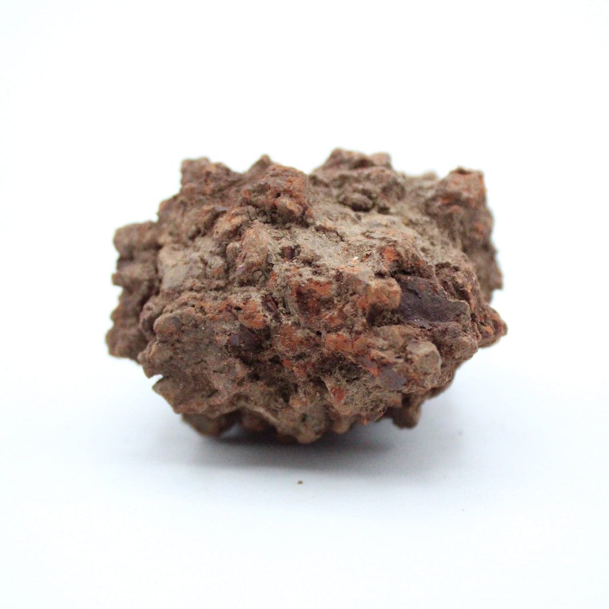 Coprolite Specimen – Silver Cove Ltd