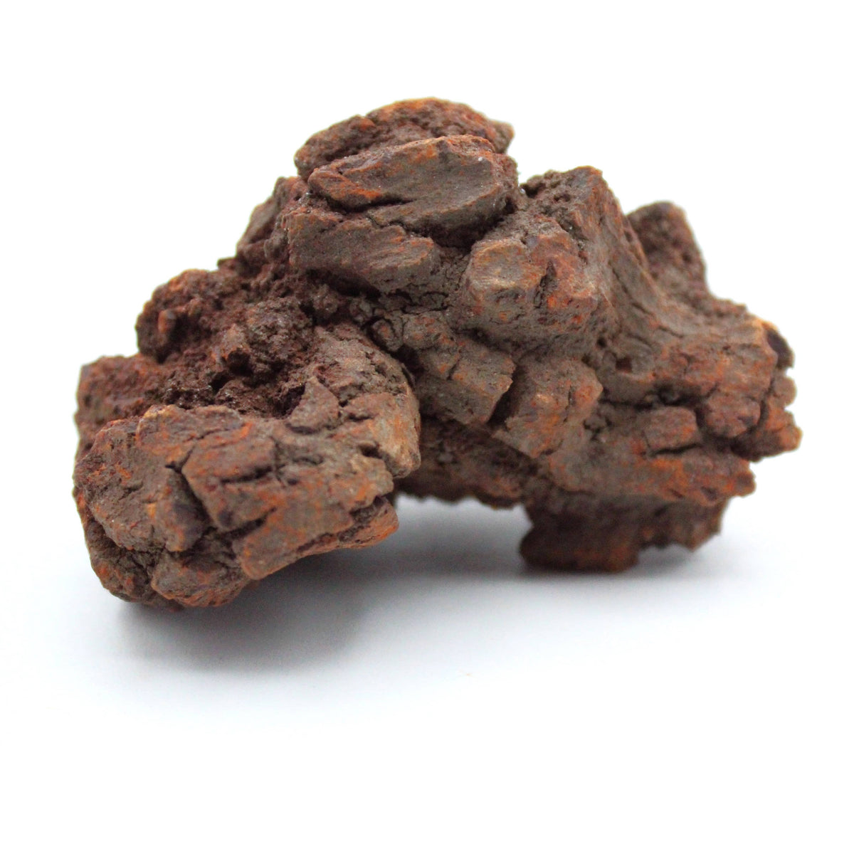 Coprolite Specimen – Silver Cove Ltd
